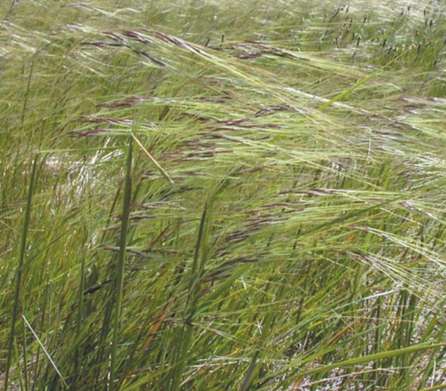 WEEDS MANAGEMENT - Cootamundra Gundagai Regional Council